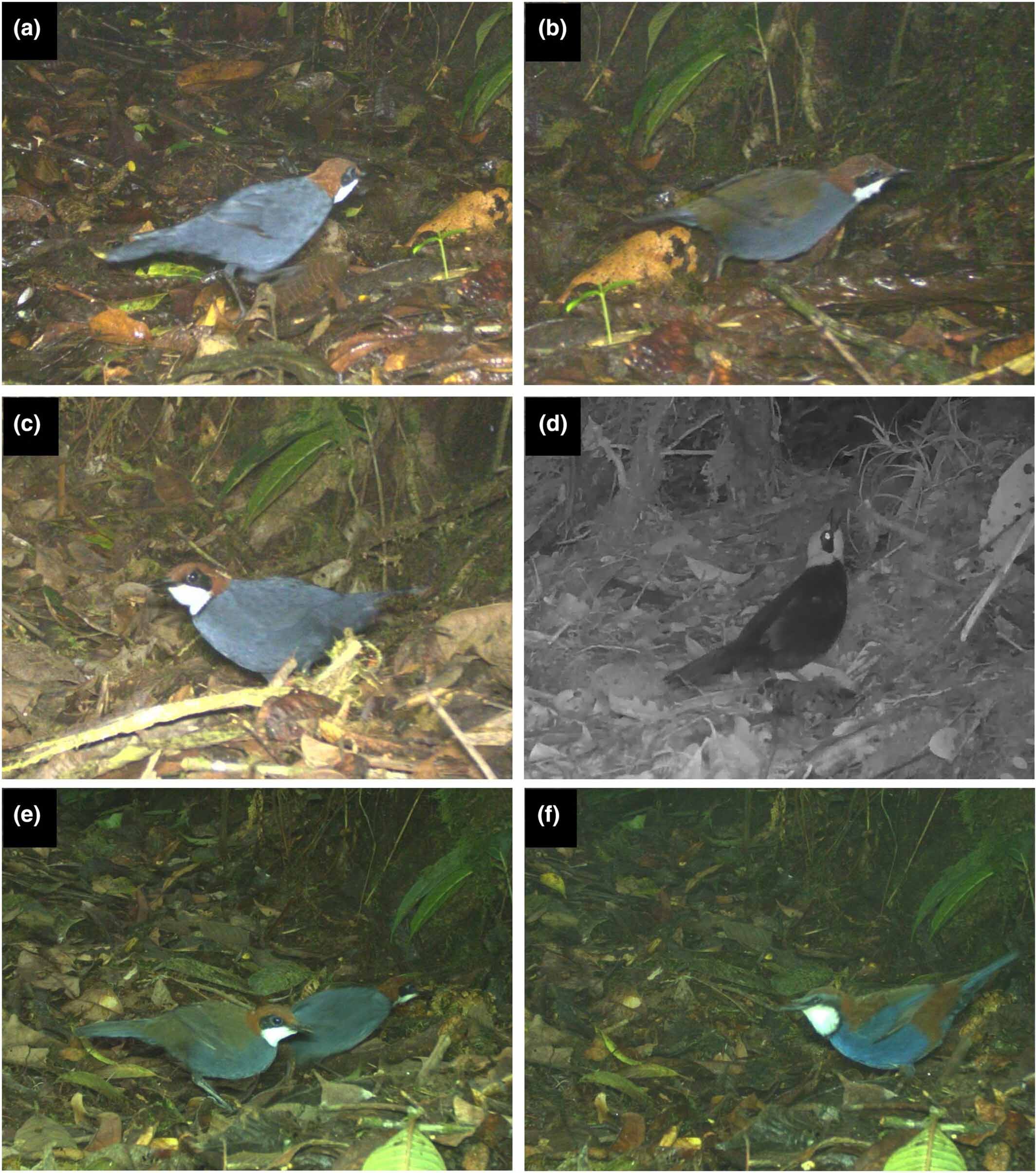 New jewel-babbler species discovered in Papua New Guinea - BirdGuides