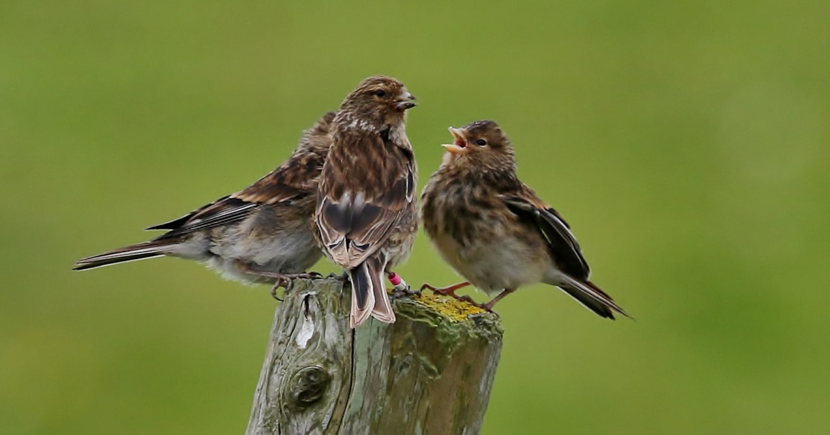 Report your colour-ringed Twite sightings this winter - BirdGuides