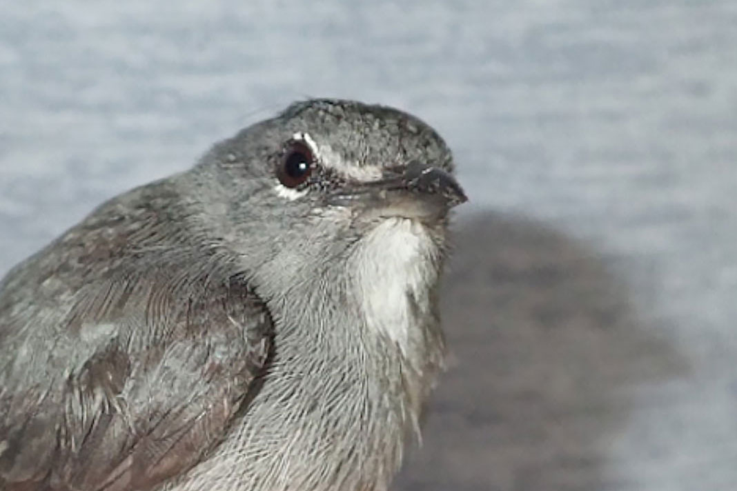 'New' flowerpecker species described from Borneo - BirdGuides