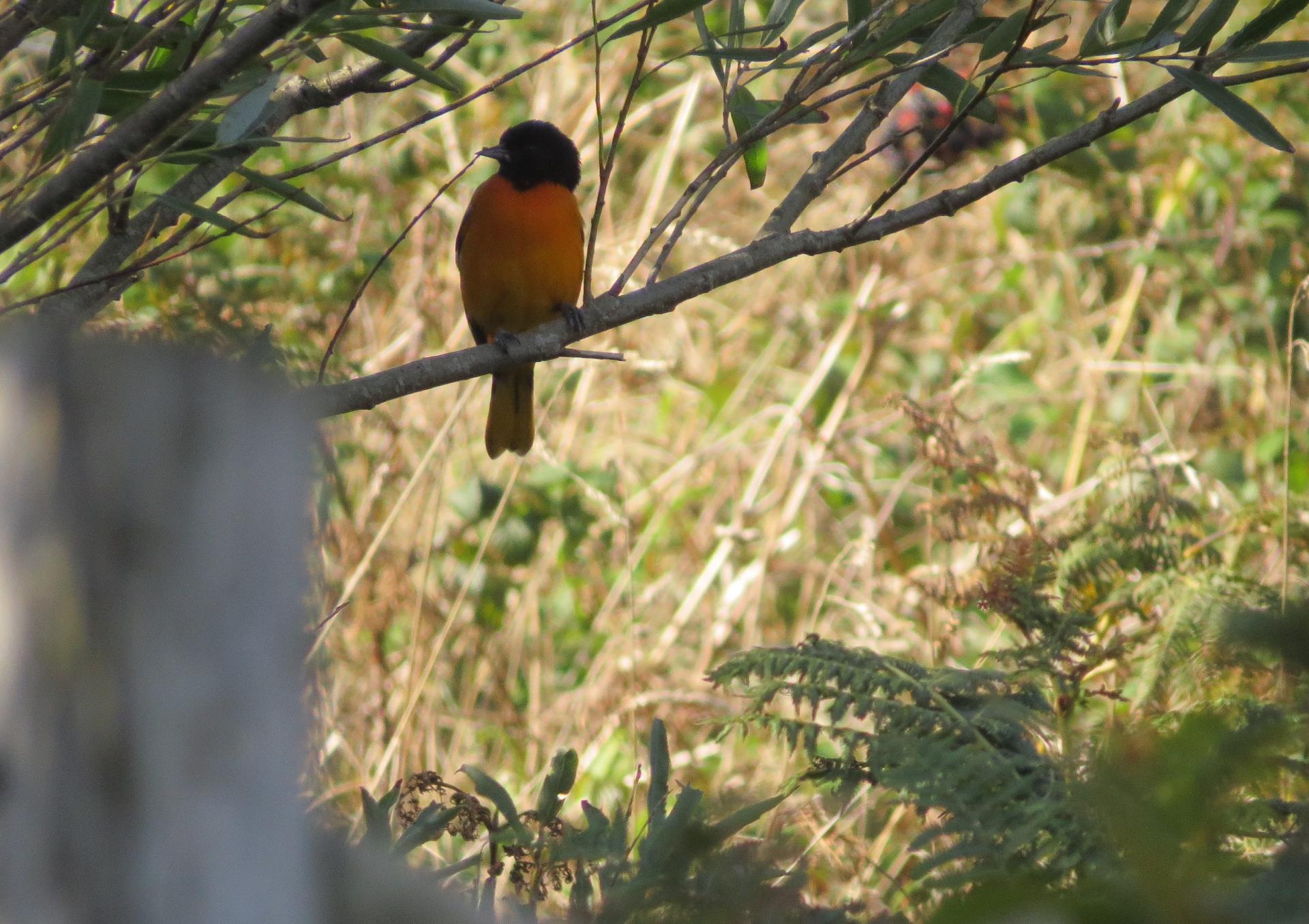 Rarity finders: Baltimore Oriole in Devon - BirdGuides