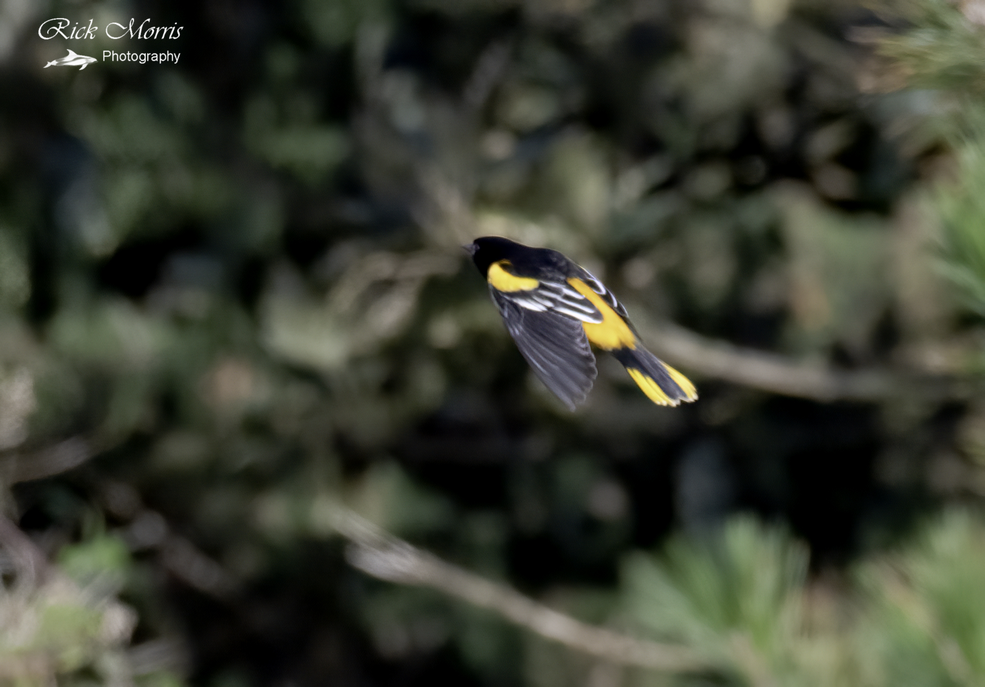 Rarity finders: Baltimore Oriole in Devon - BirdGuides