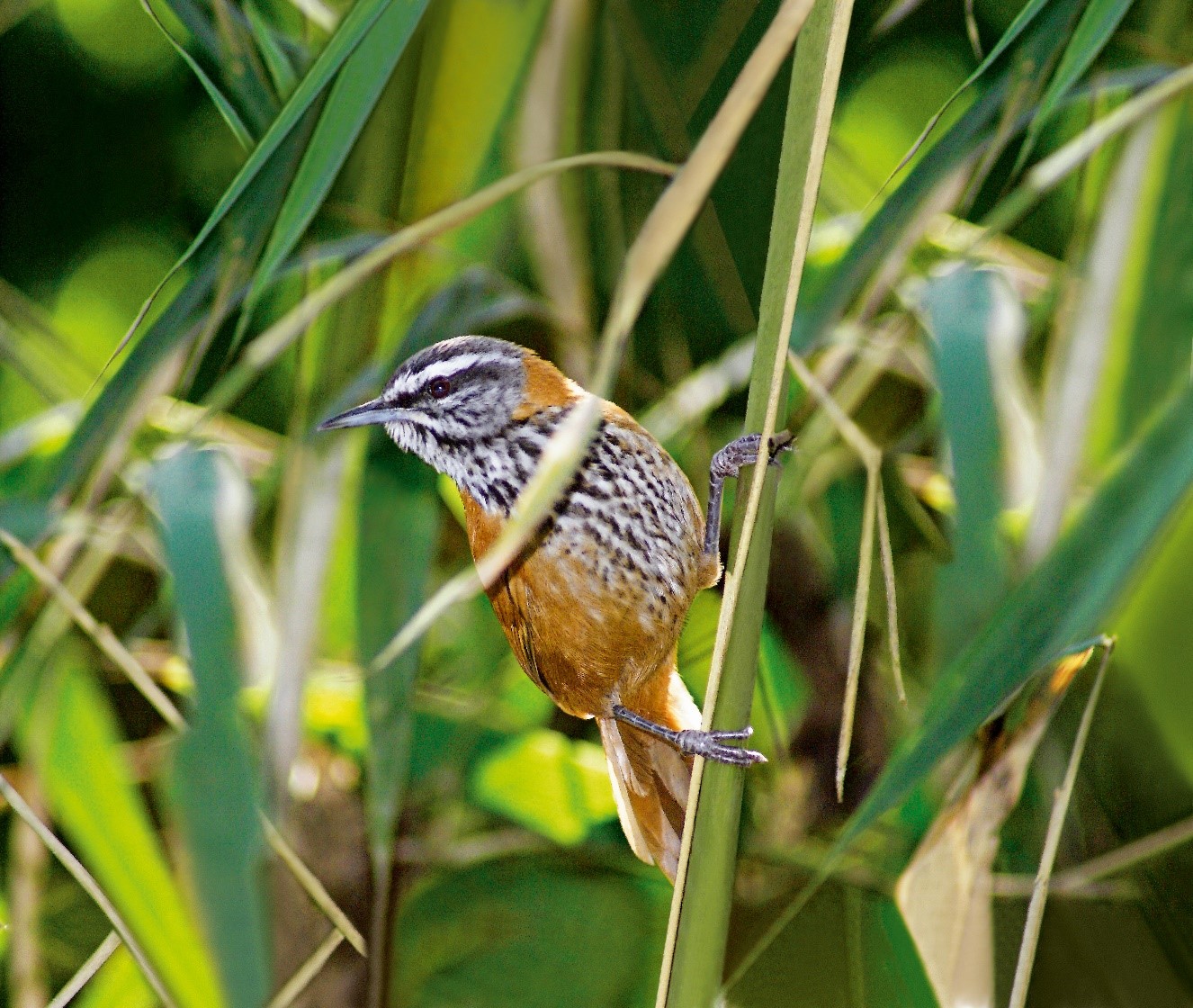 Peru: a birder's paradise - BirdGuides