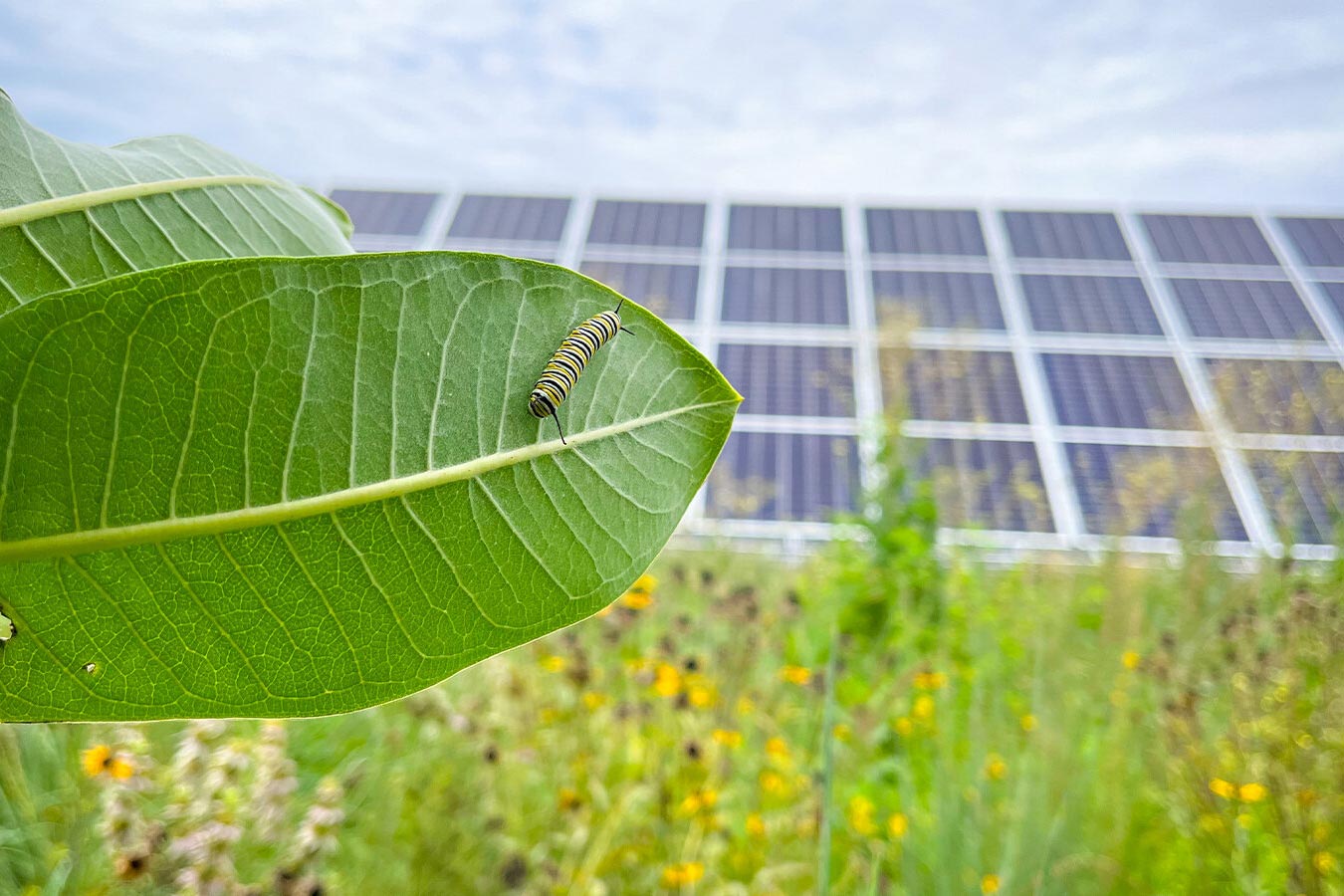 Insect populations flourish in restored habitats at solar-energy ...