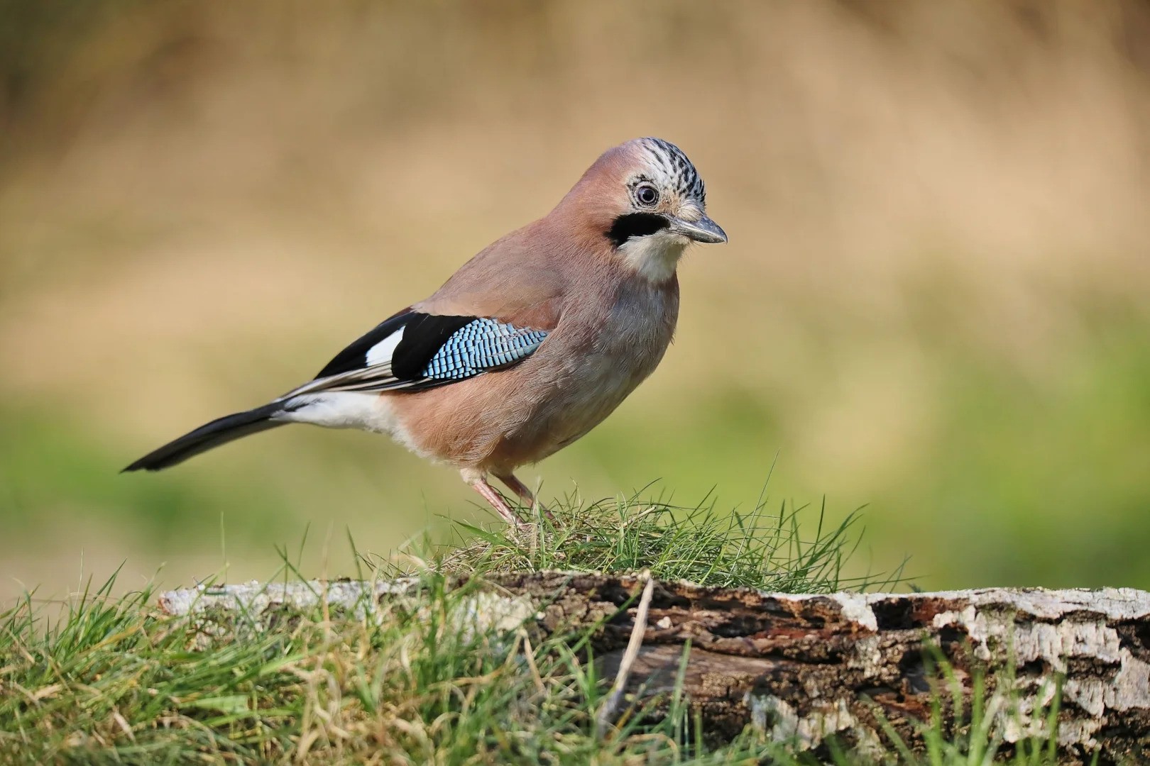Jays can use 'mental time travel' like humans, scientists find - BirdGuides