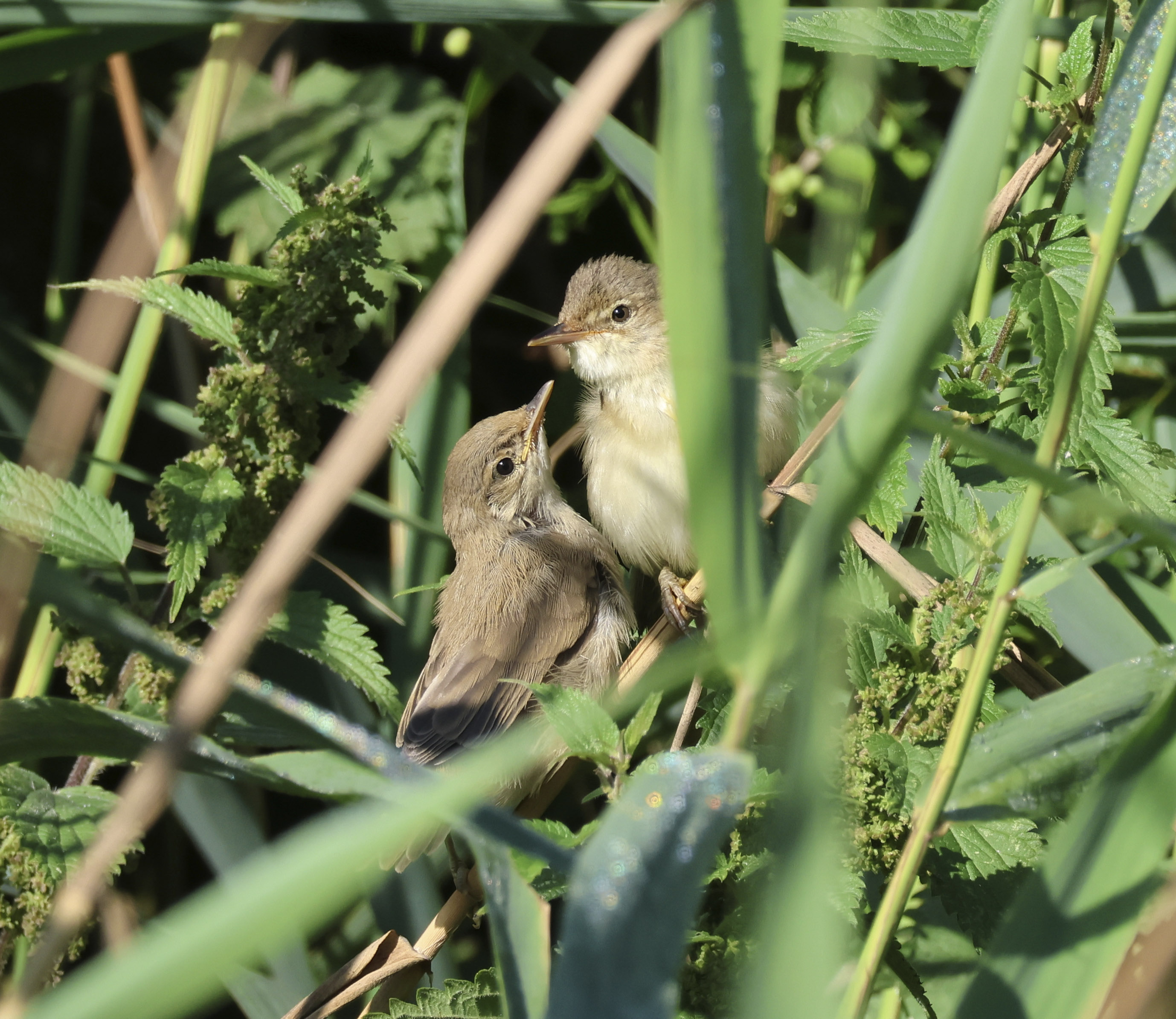 Marsh Warbler breeds in Lincolnshire for first time - BirdGuides