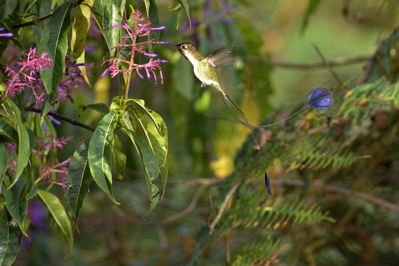 Peru: a birder's paradise - BirdGuides
