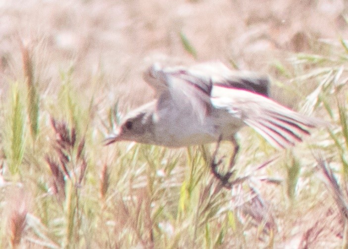 Identifying vagrant Mediterranean Flycatchers in Catalunya - BirdGuides