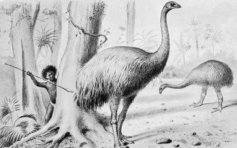 Study reveals impact of man on flightless bird extinctions - BirdGuides