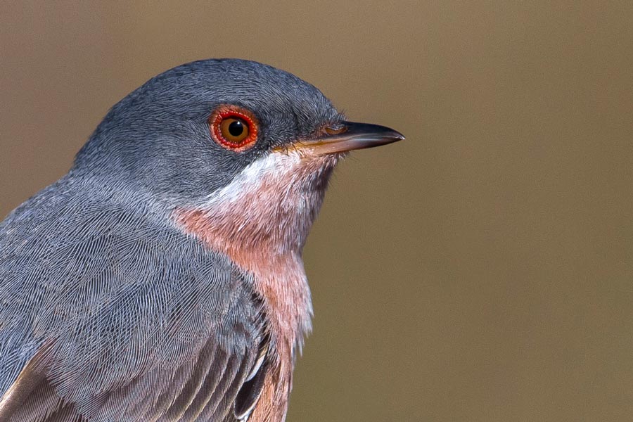 Subalpine warblers photo ID guide - BirdGuides