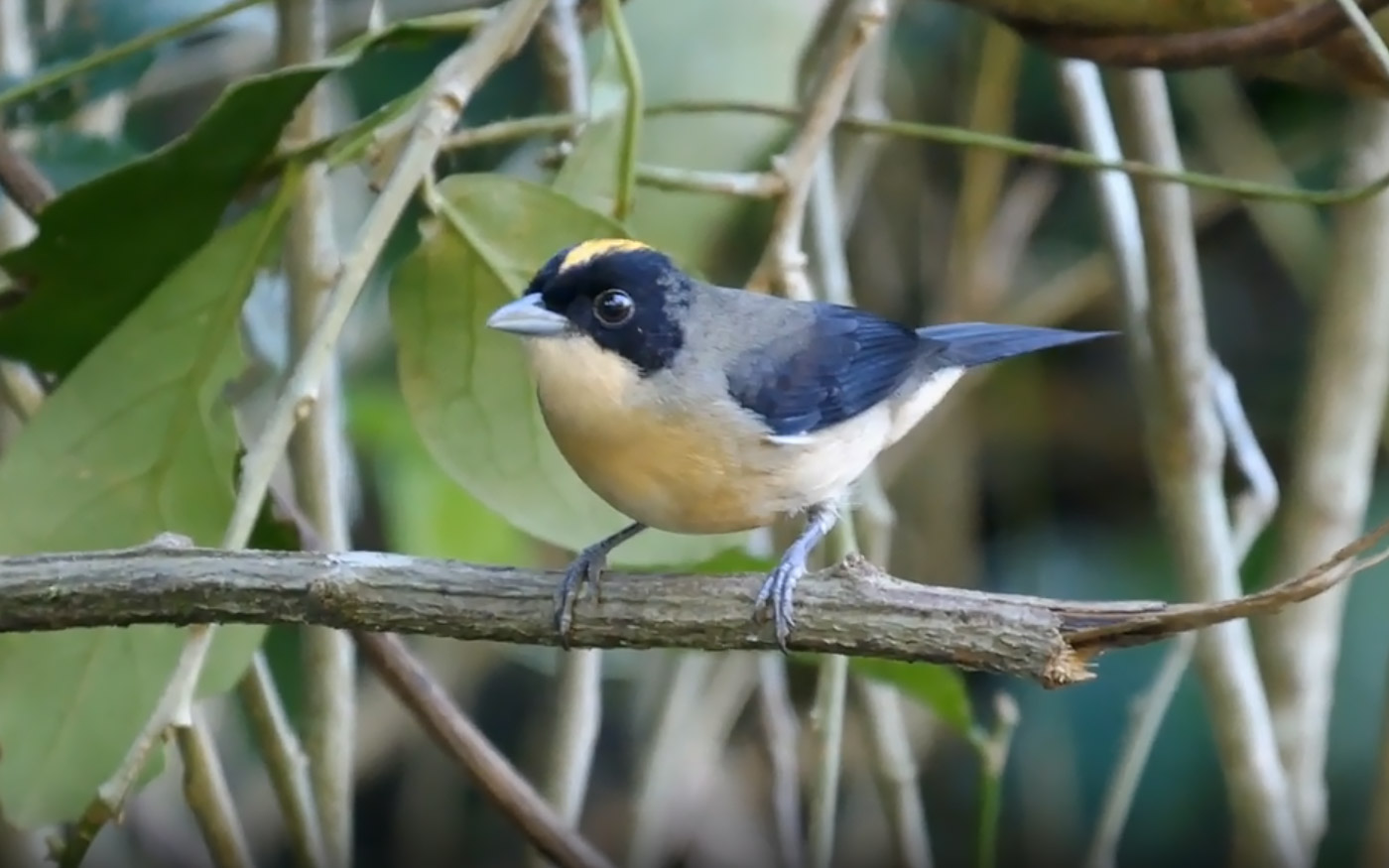 New tanager species described from Andes - BirdGuides