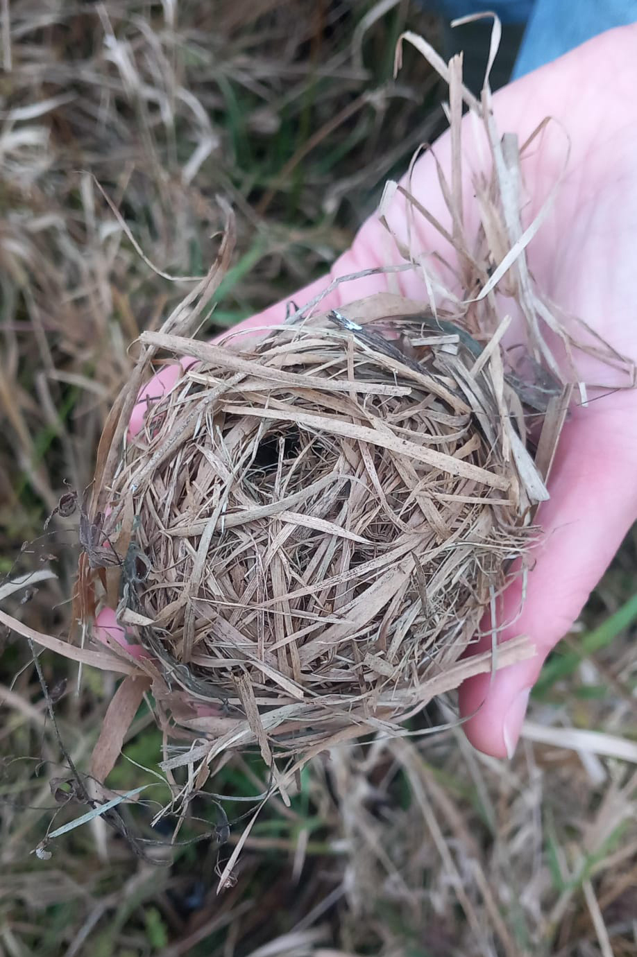 Mammal watch: Harvest Mouse - BirdGuides