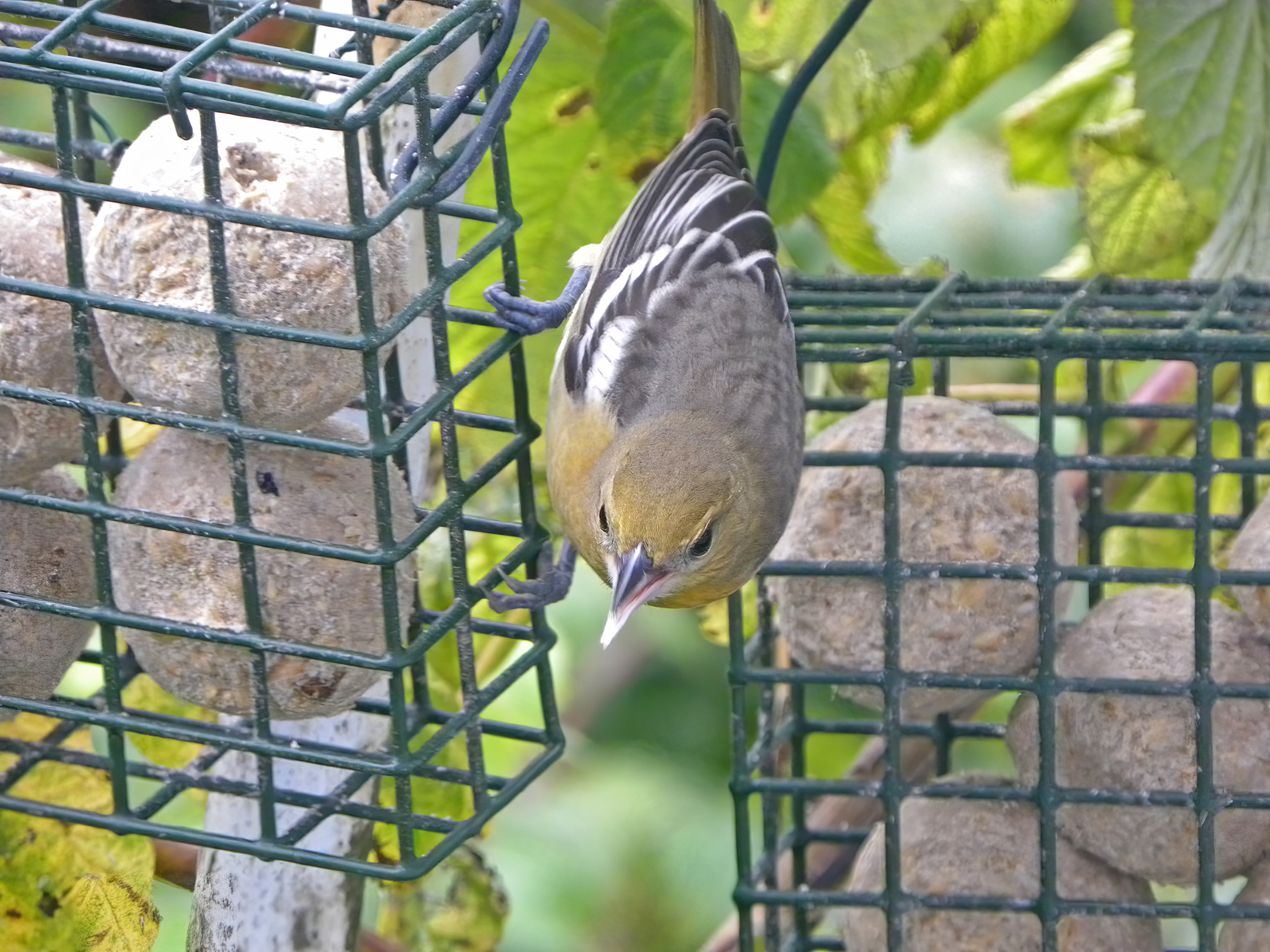 Rarity finders: Baltimore Oriole in Fife - BirdGuides