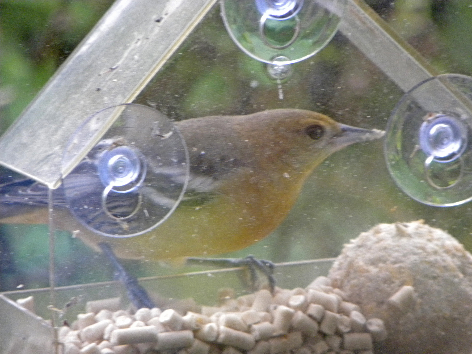 Rarity finders: Baltimore Oriole in Fife - BirdGuides