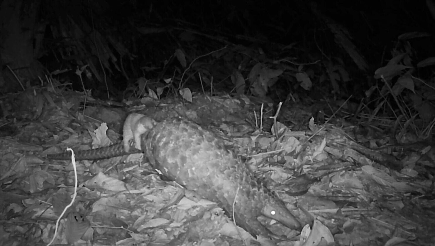 Incredible camera-trap study reveals elusive wildlife of Annamite ...