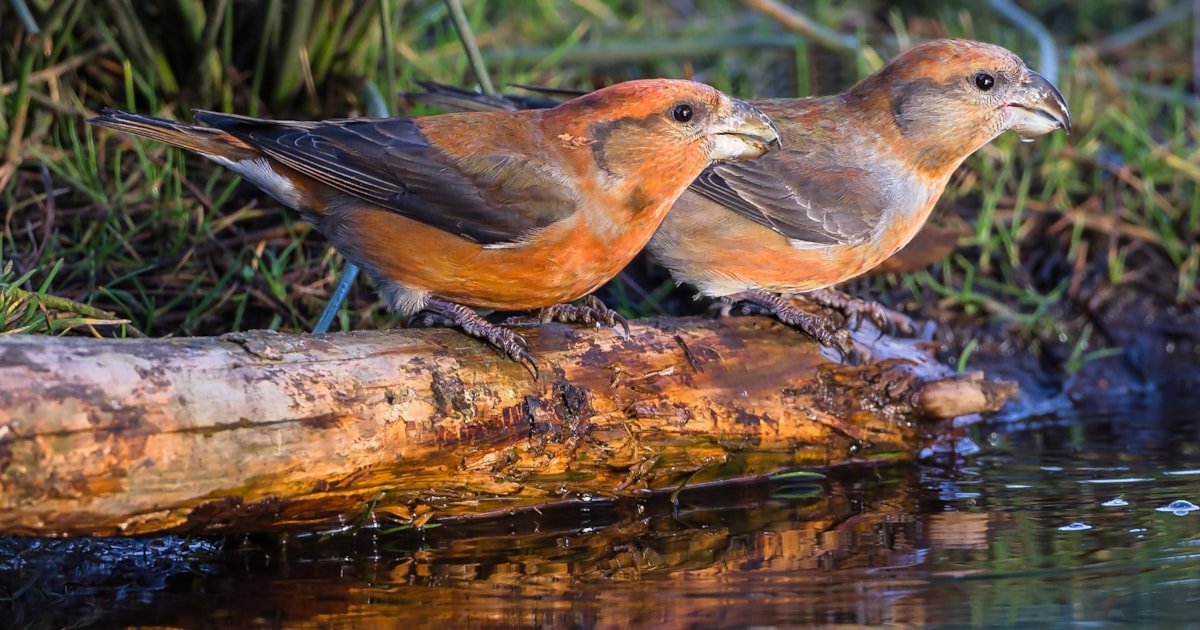Photo of the Week: 20-26 December - BirdGuides
