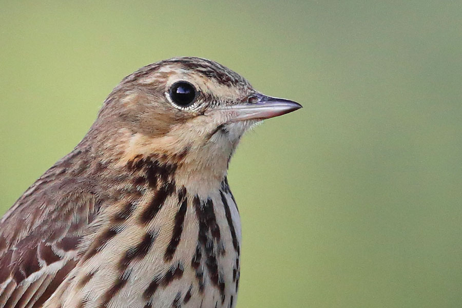 Meadow, Tree and Olive-backed Pipit photo ID guide - BirdGuides