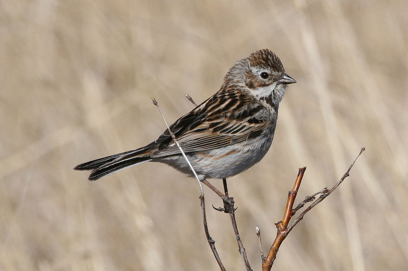 Reed, Little and Rustic Buntings photo ID guide - BirdGuides