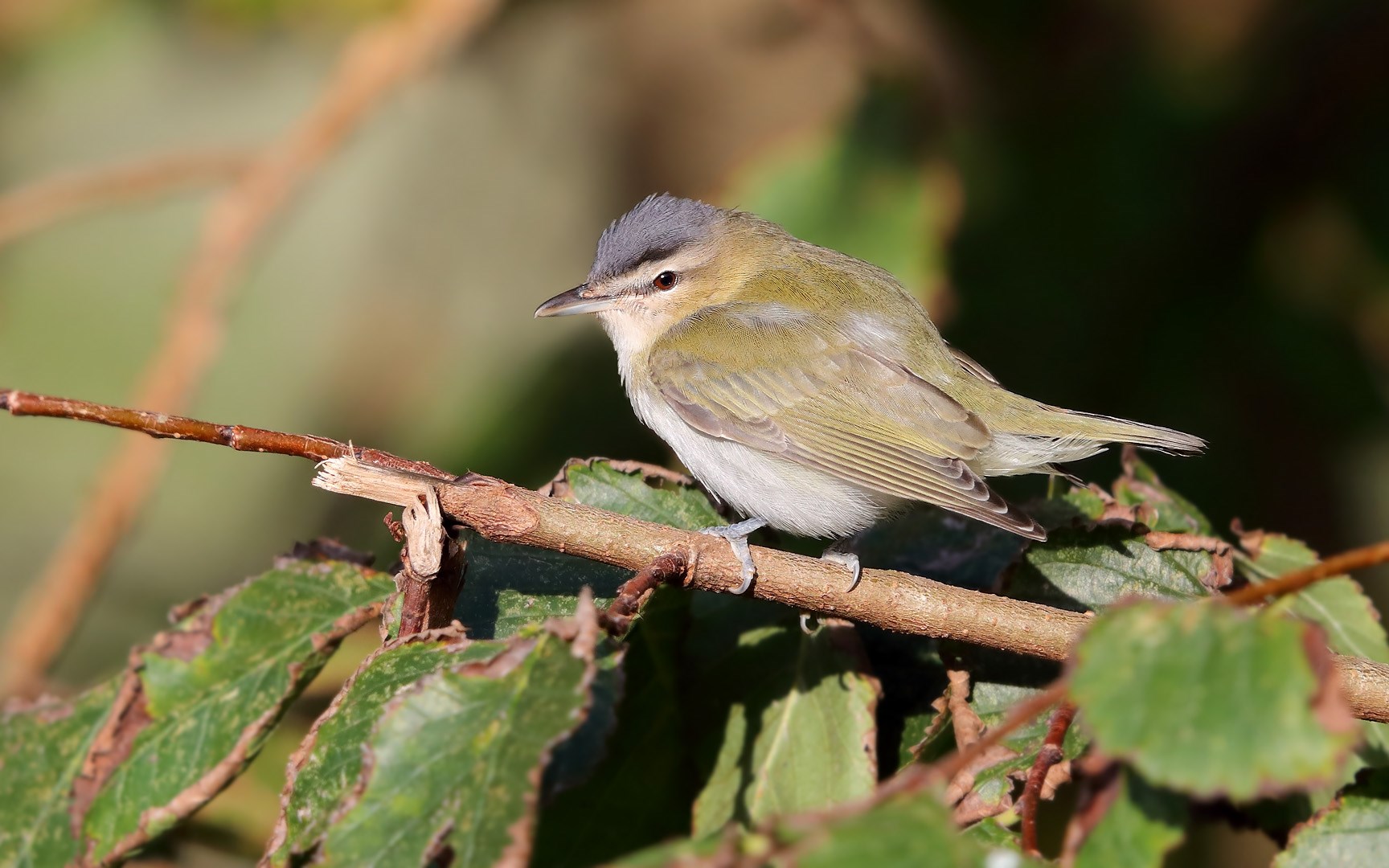 Predicting Nearctic passerines in autumn - BirdGuides