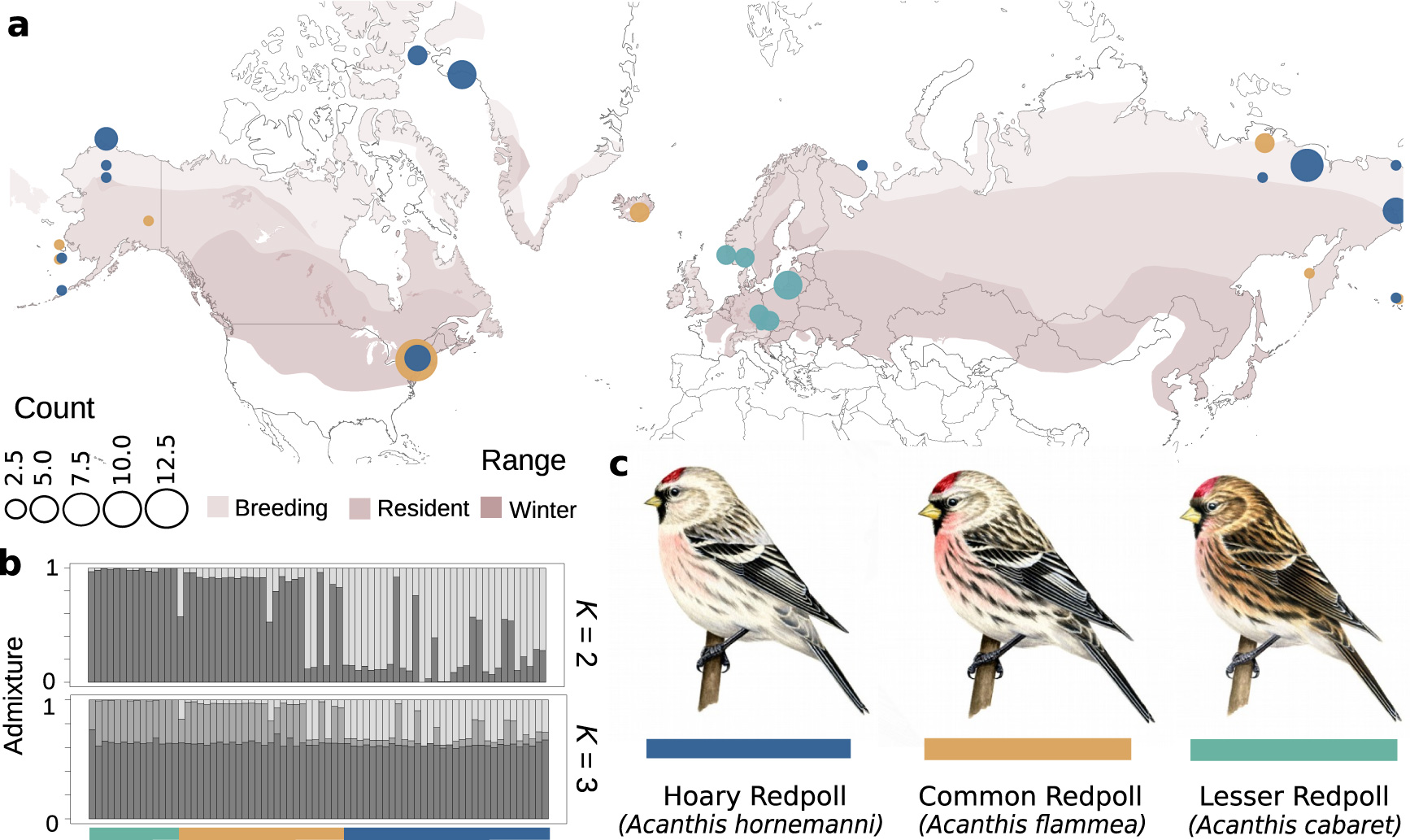 Genetics suggest redpolls are one species, not three - BirdGuides