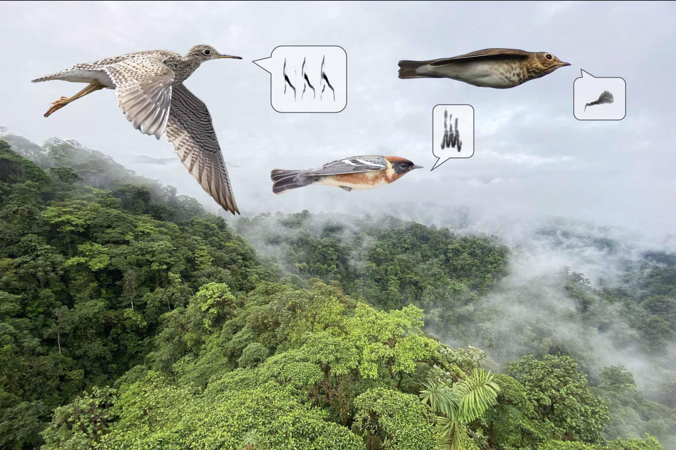 Stable skies and shifting winds shape tropical bird migration - BirdGuides