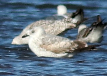Caspian Gulls in Bucharest: a cheap winter weekend break - BirdGuides