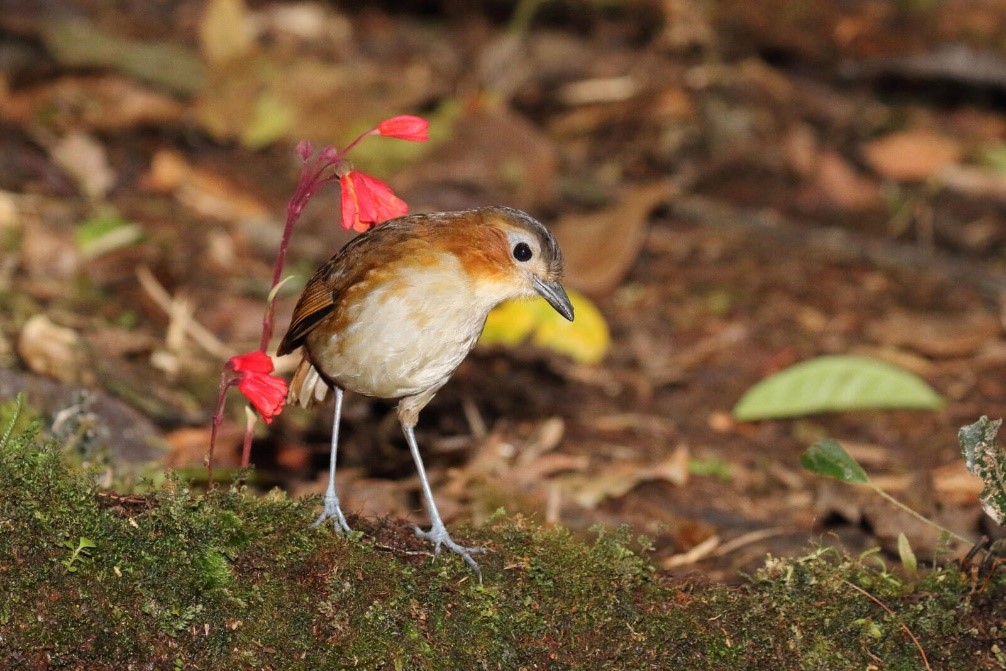 Peru: a birder's paradise - BirdGuides