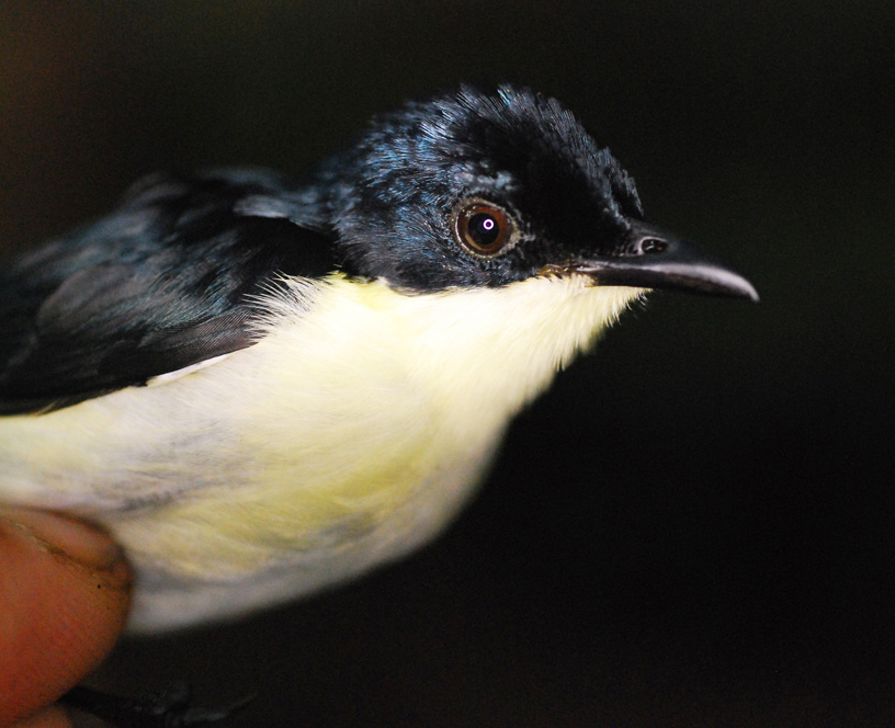 New berrypecker species described from New Guinea - BirdGuides