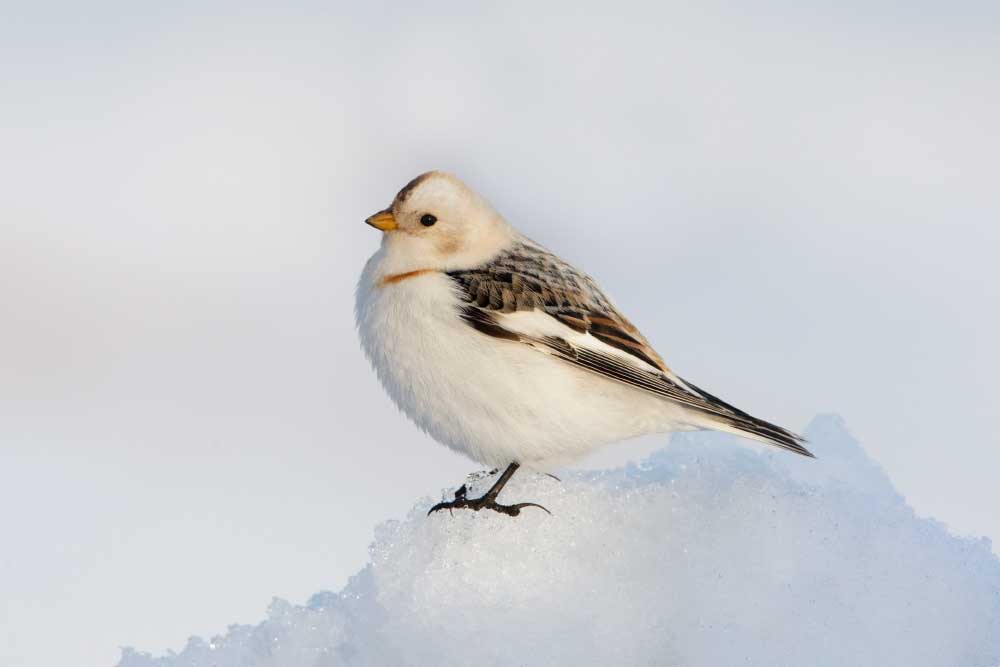 Focus on: Snow Bunting - BirdGuides