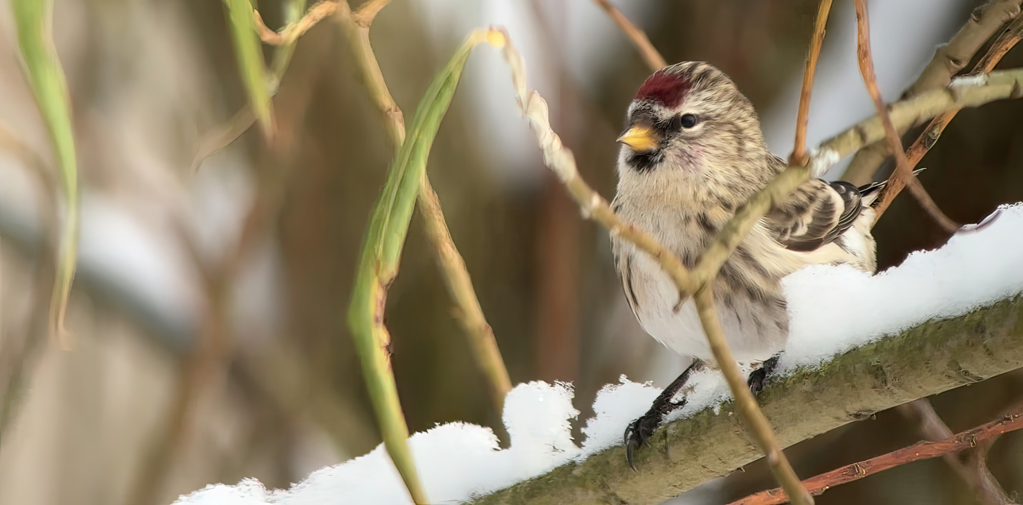 Review of the Week: 27 November-3 December 2023 - BirdGuides