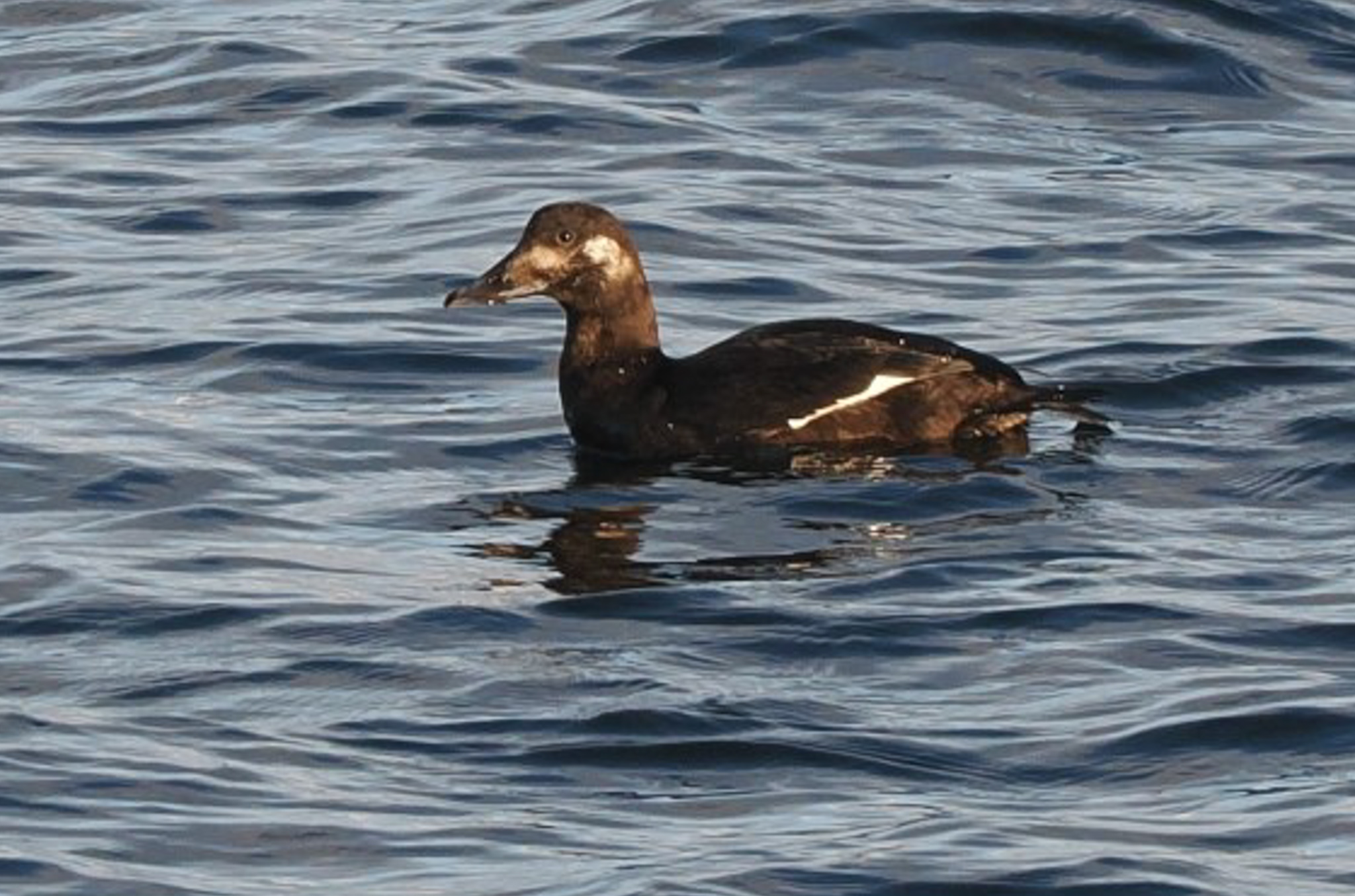 Rarity finders: White-winged Scoter in Co Mayo - BirdGuides