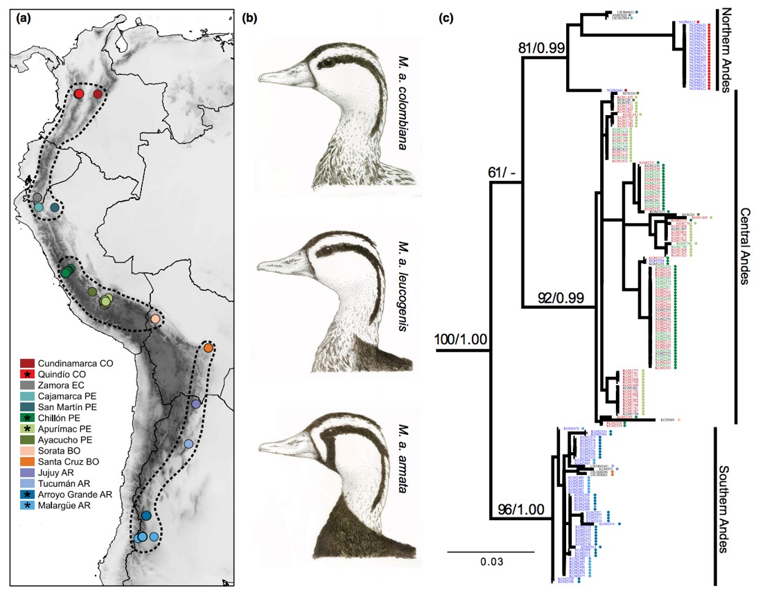 Torrent Duck: one species or three? - BirdGuides
