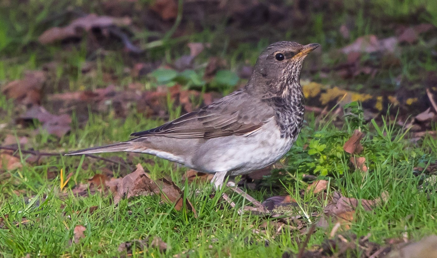 Review of the Week: 29 January-4 February - BirdGuides
