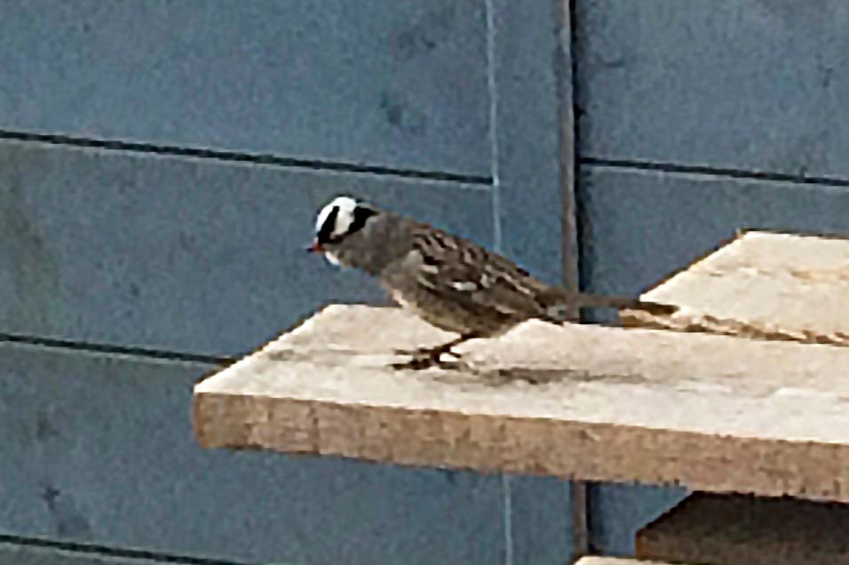 Rarity finders: White-crowned Sparrow on Islay - BirdGuides