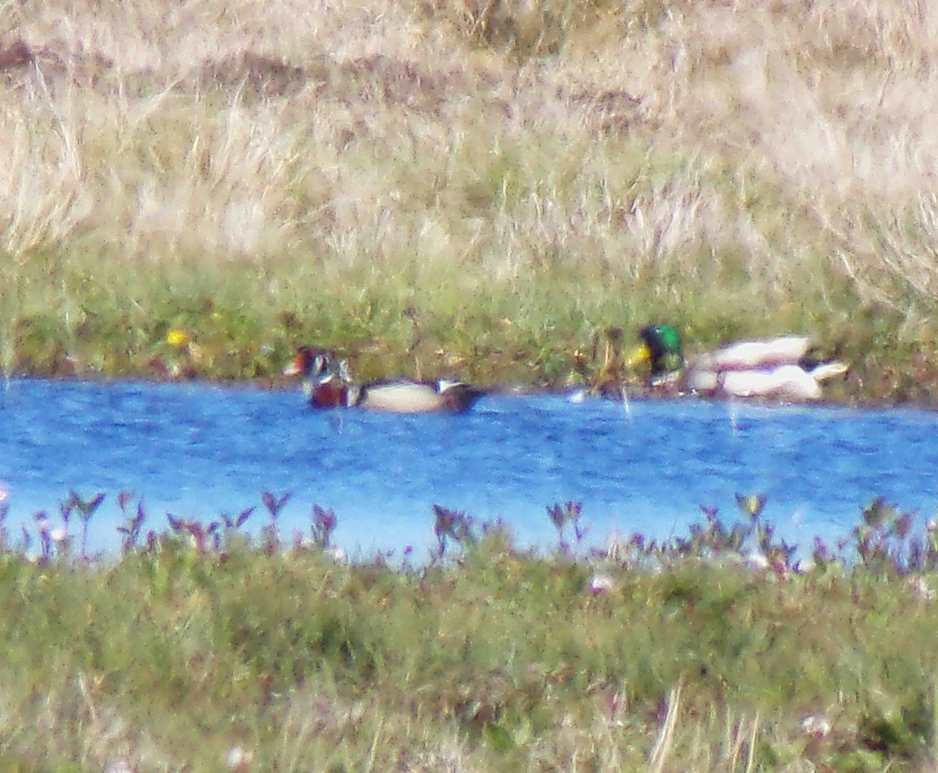 Rarity finders: Wood Duck on Tiree - BirdGuides