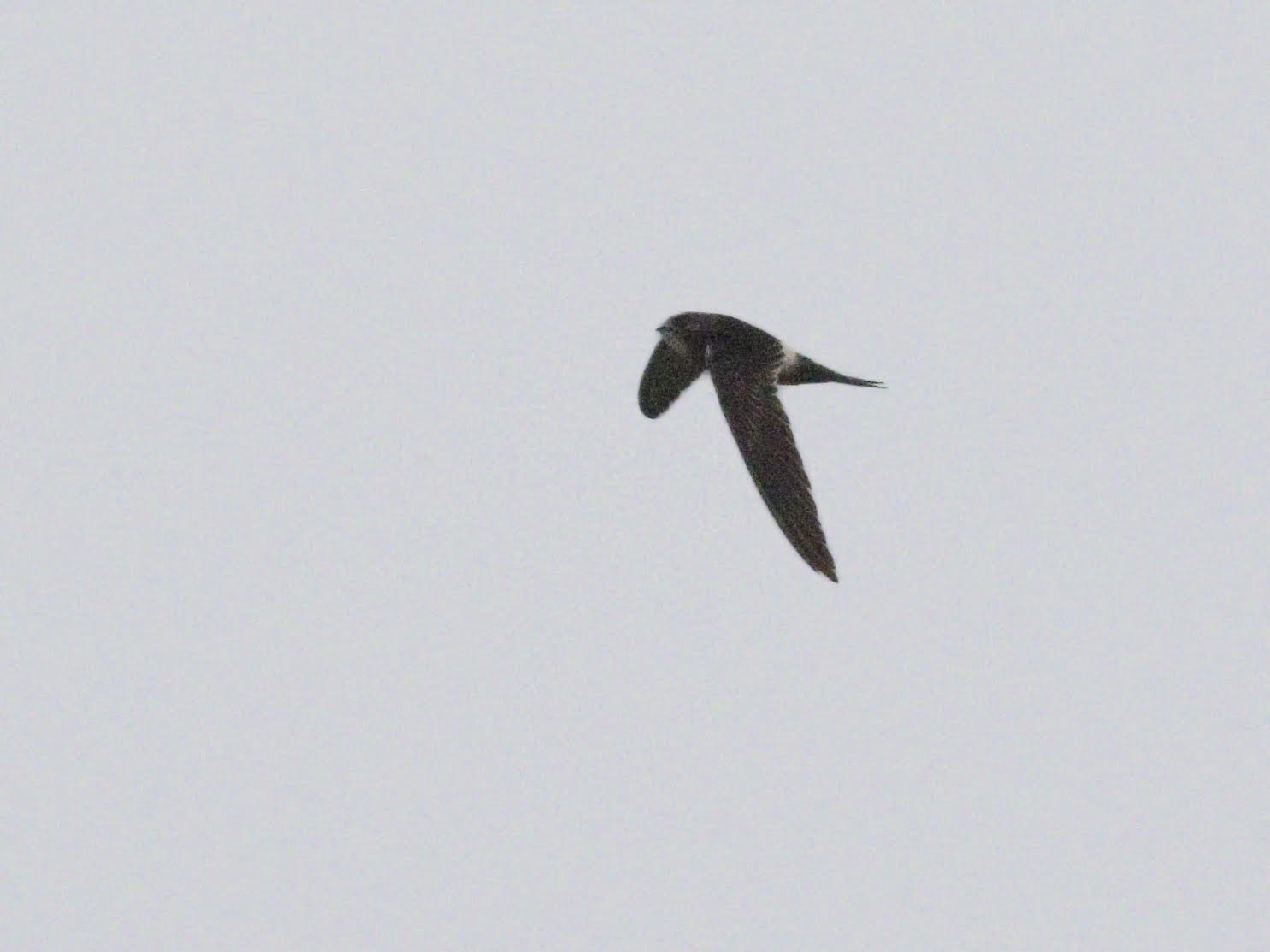 Rarity finders: White-rumped Swift in East Yorkshire - BirdGuides