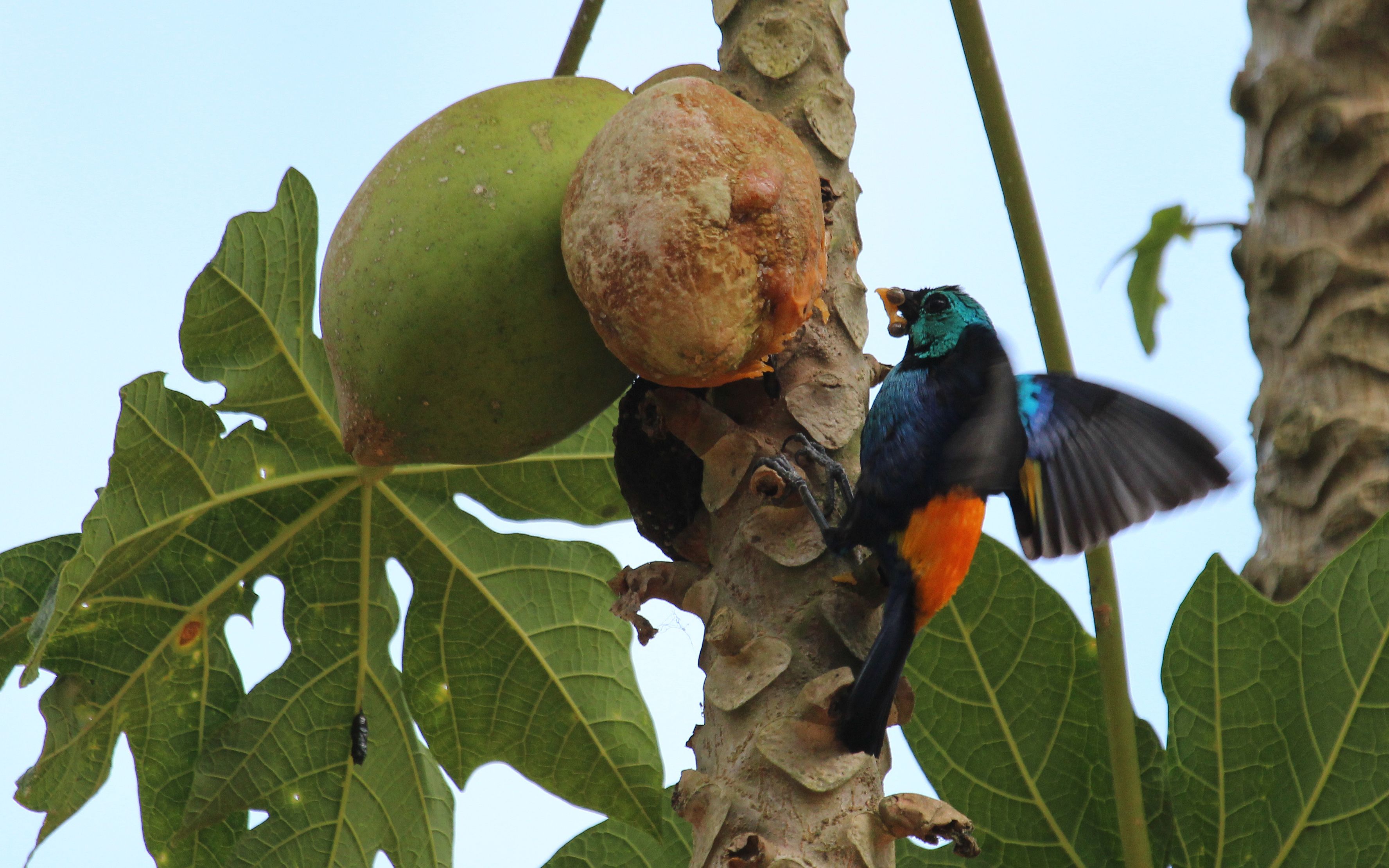 Global bird populations in steady decline - BirdGuides