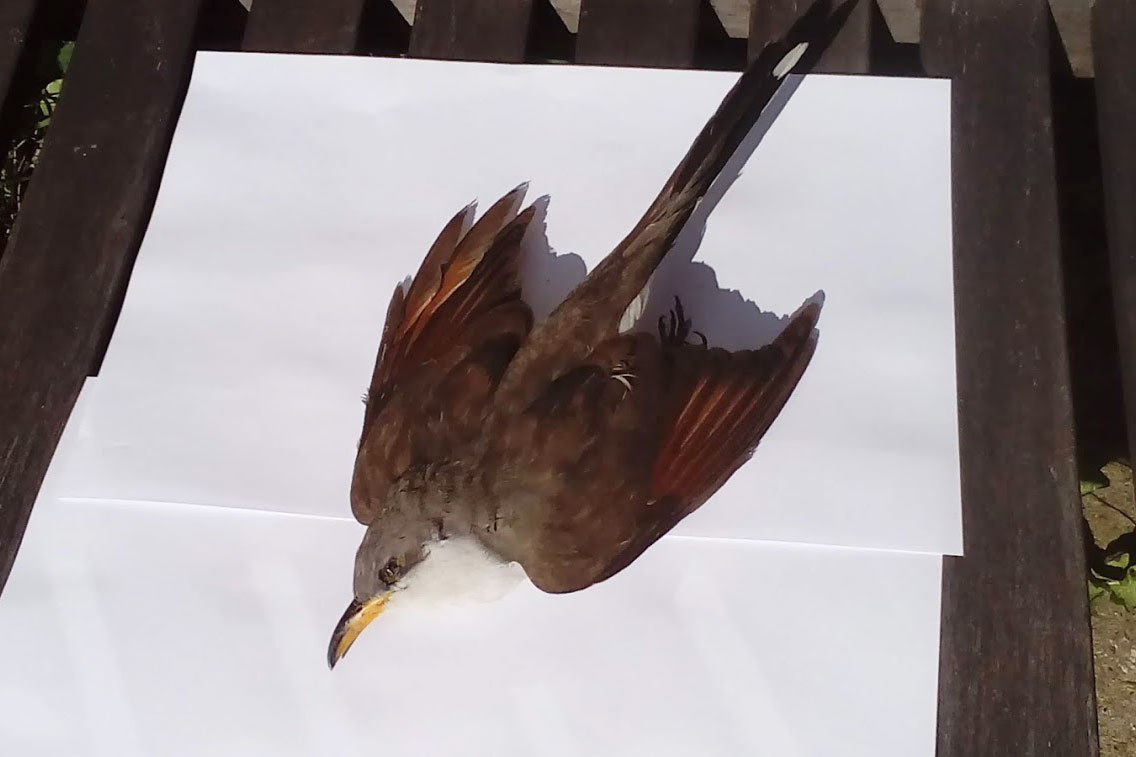 Yellow-billed Cuckoo found dead in East Sussex - BirdGuides