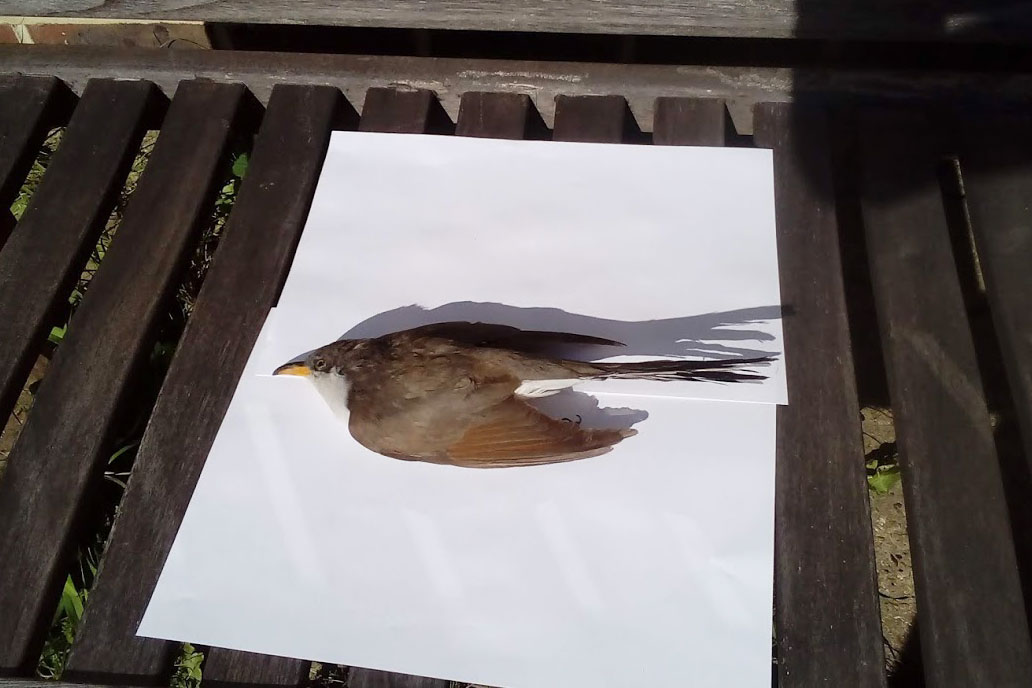 Yellow-billed Cuckoo found dead in East Sussex - BirdGuides