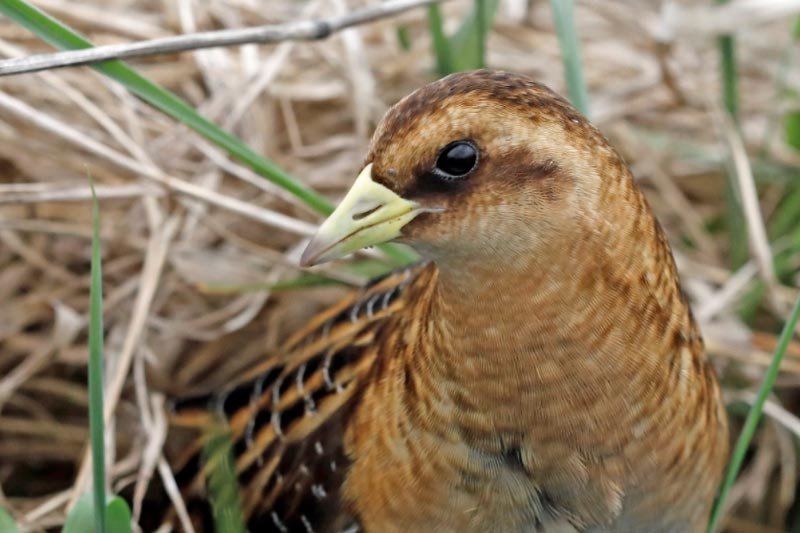 Sound recordings redraw Yellow Rail distribution - BirdGuides