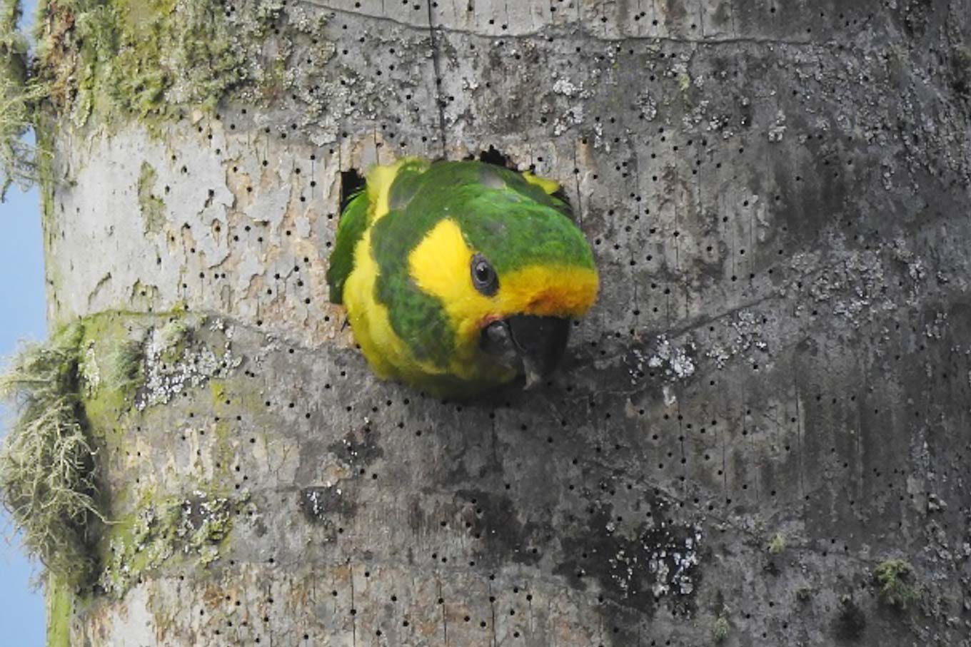 Yellow-eared Parrot expands its range in Colombia - BirdGuides