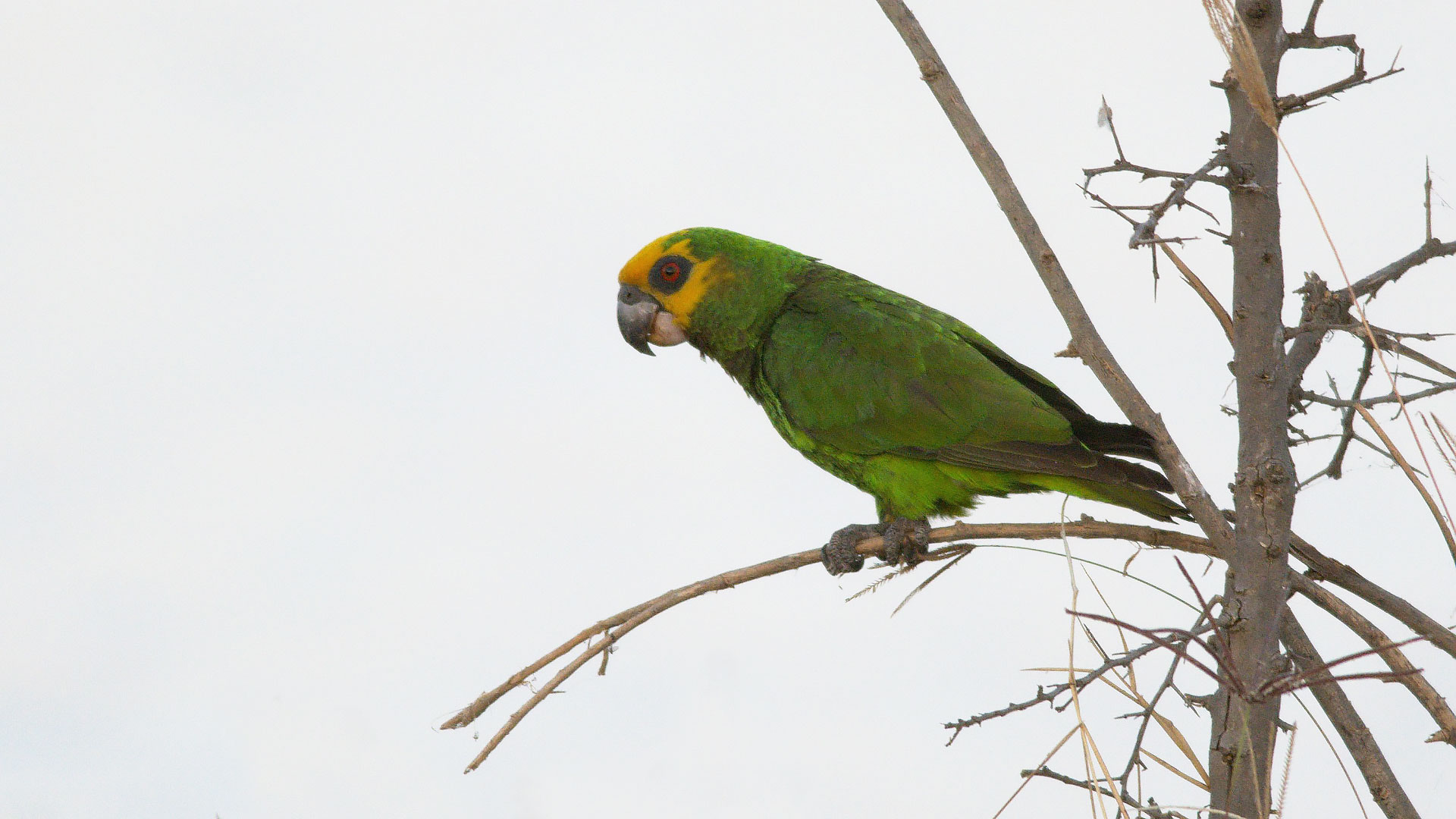 Ups and downs for endemic parrots and coffee in Ethiopia - BirdGuides