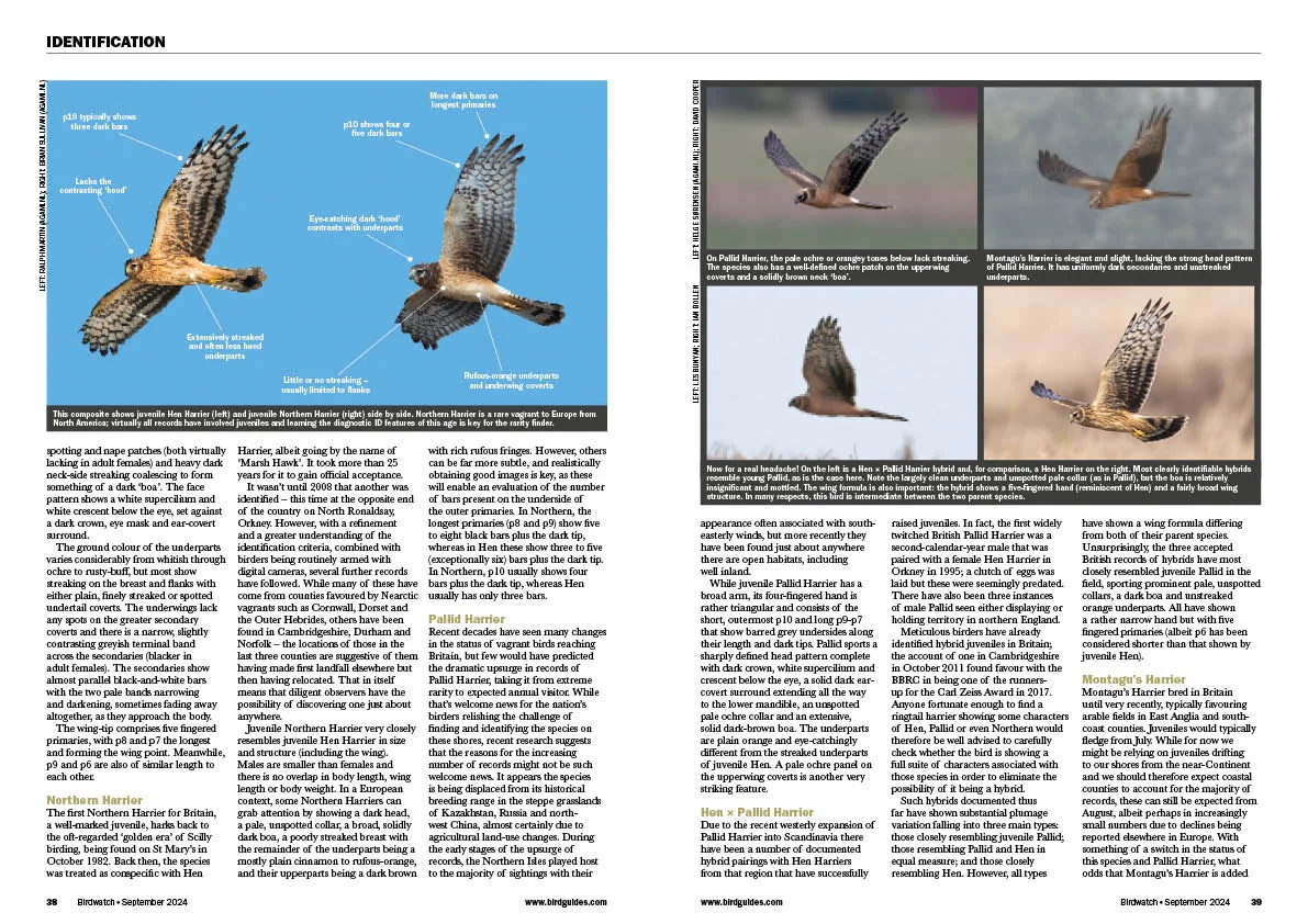 BirdGuides : UK and Worldwide Birding News, Sightings and Alerts ...