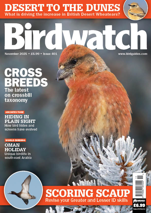 Historic first nesting of Zitting Cisticola in Britain - BirdGuides