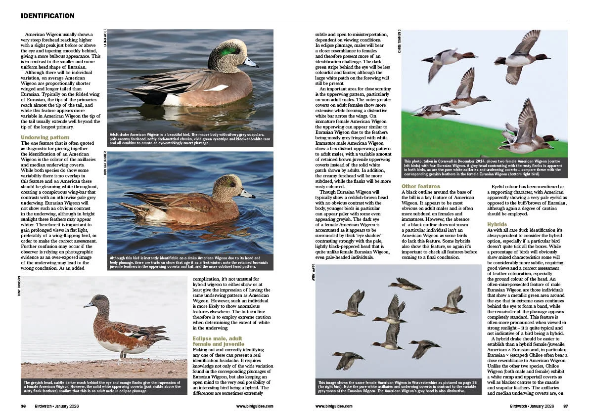 BirdGuides : UK and Worldwide Birding News, Sightings and Alerts ...
