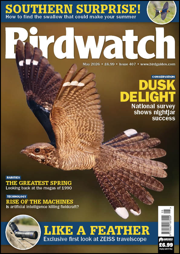 First European Robin for Canada makes headlines - BirdGuides
