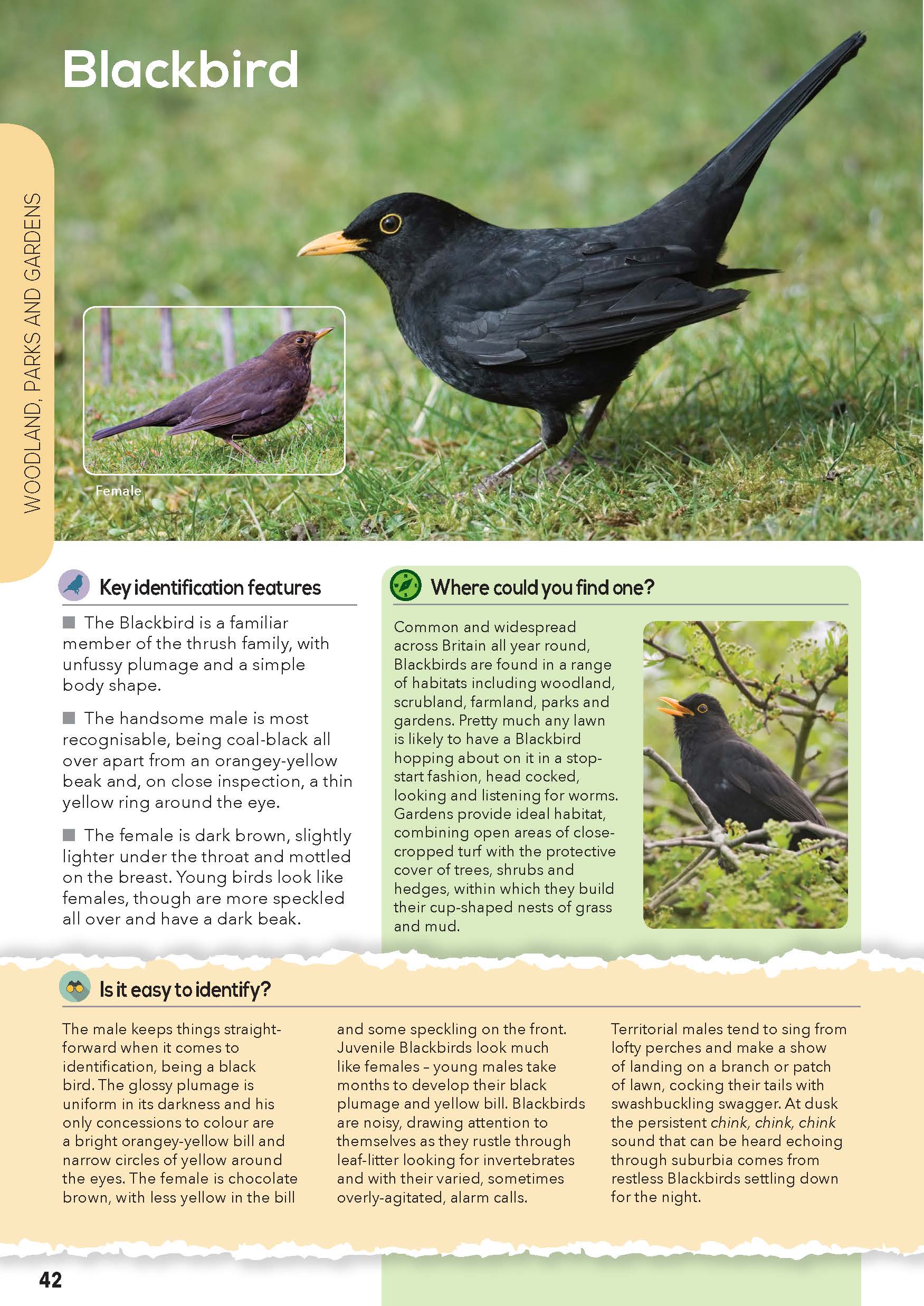 The Everyday Guide to British Birds - BirdGuides