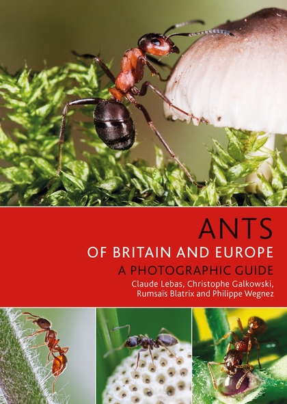 Ants of Britain and Ireland: A Photographic Guide - BirdGuides