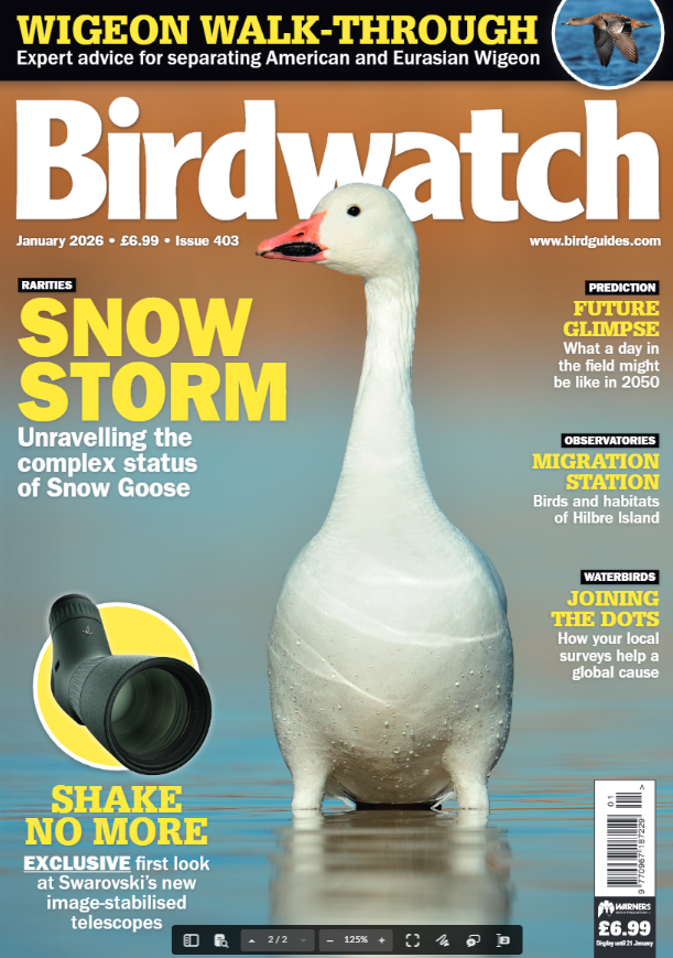 Nottingham Birdwatching Site - BirdGuides