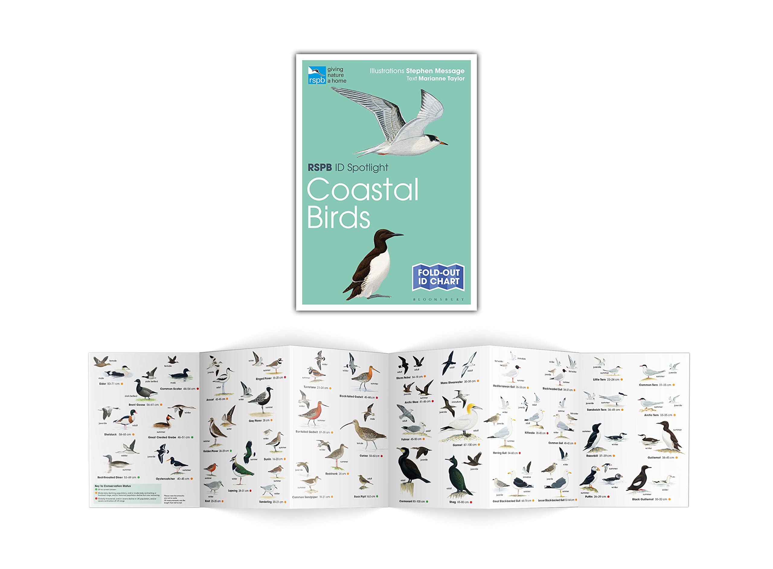 RSPB ID Spotlight - Coastal Birds - BirdGuides