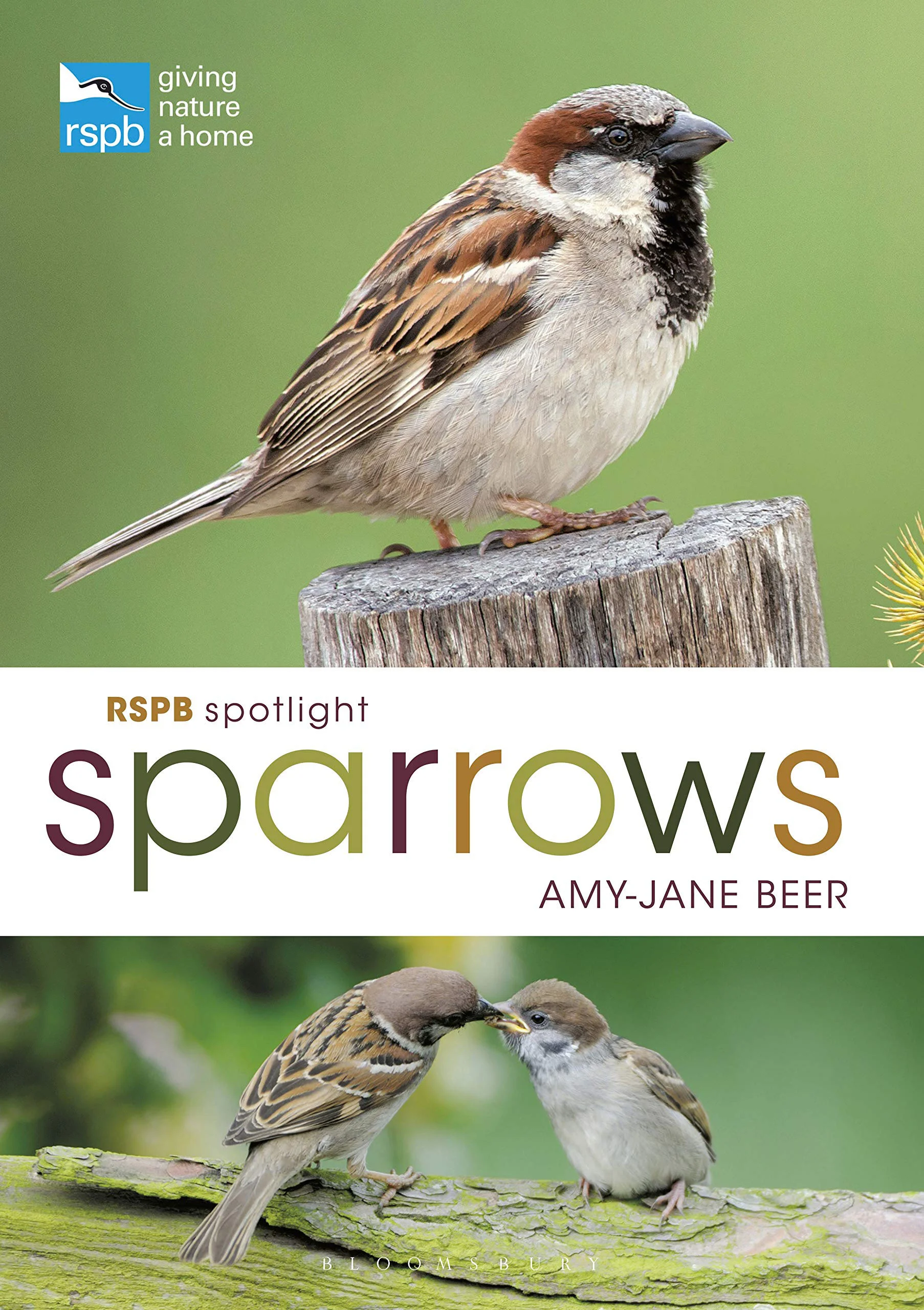 RSPB Spotlight: Sparrows - BirdGuides
